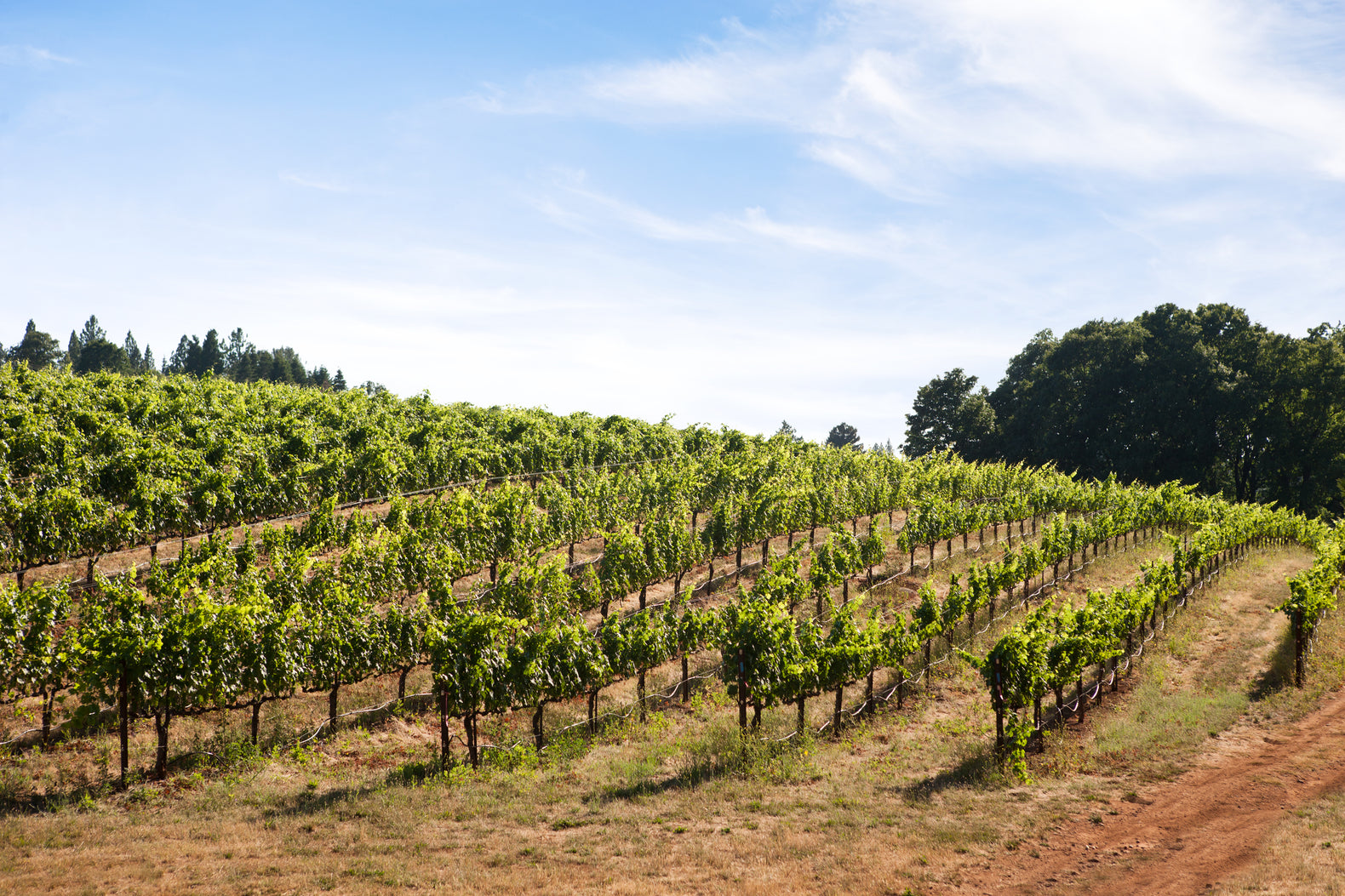 Viticulture — Goldbud Farms